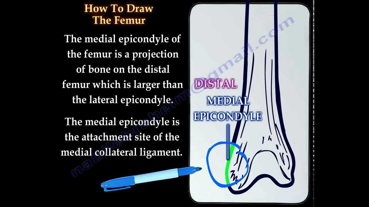 The Femur, how to draw it- Everything You Need To Know - Dr. Nabil ...