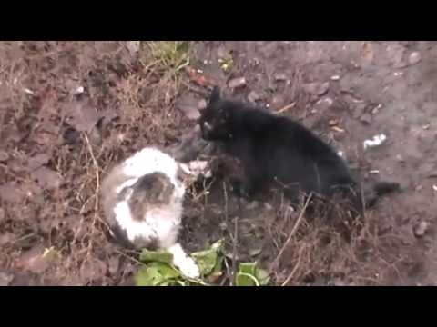 Three EPIC Cat Fights Between Aggressive Cats 4 Compilation - YouTube