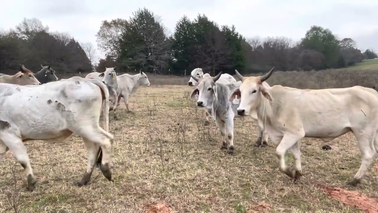 16 Hd of Gray Brahman cattle 2-6 yr olds we luted them a week ago 950 ...