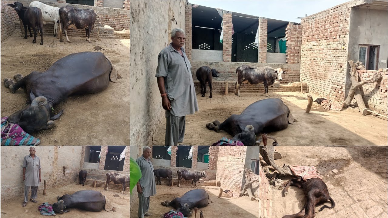 Fazilka | पहले फसलें डूबीं, अब संदिग्ध परिस्थितियों में कटरू और भैंस की ...