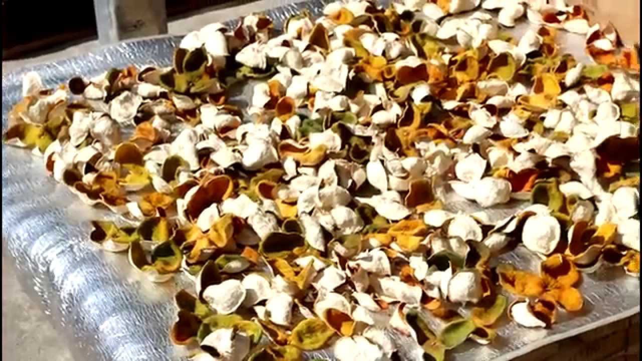 果皮 Dried mandarin peel - YouTube