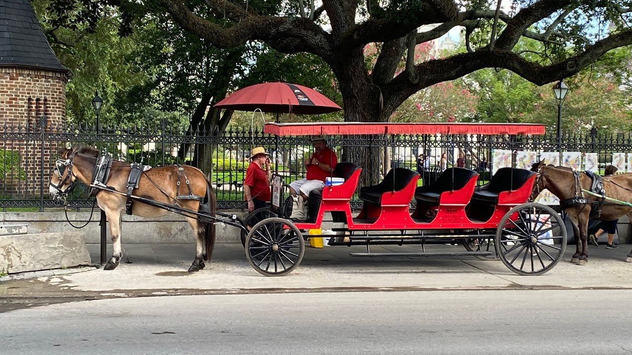 Mule Drawn Carriages in New Orleans - YouTube