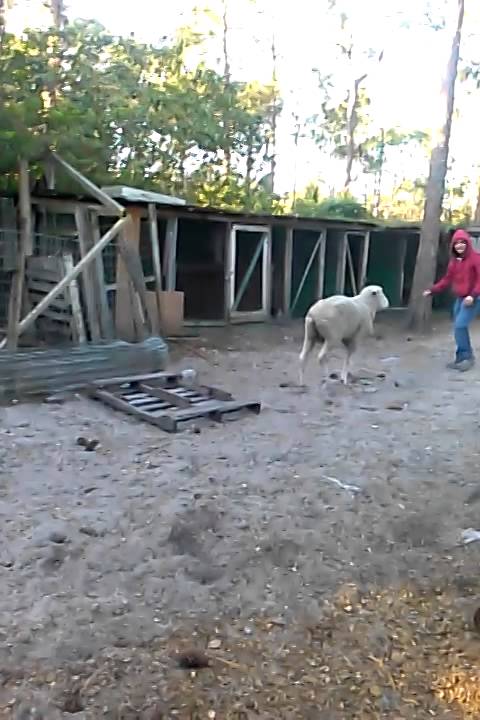Sheep wrestling - YouTube