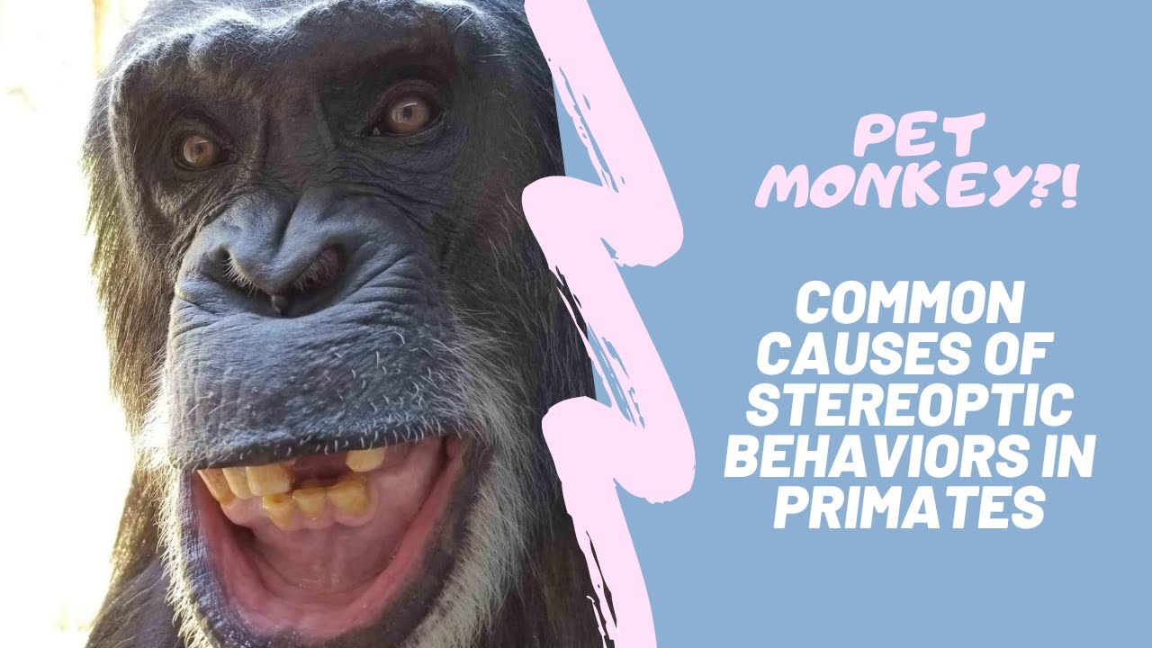 PET MONKEY Common Causes Of Stereotypic Behaviors In Primates YouTube pet-monkey-common-causes-of-stereotypic-behaviors-in-primates-youtube
