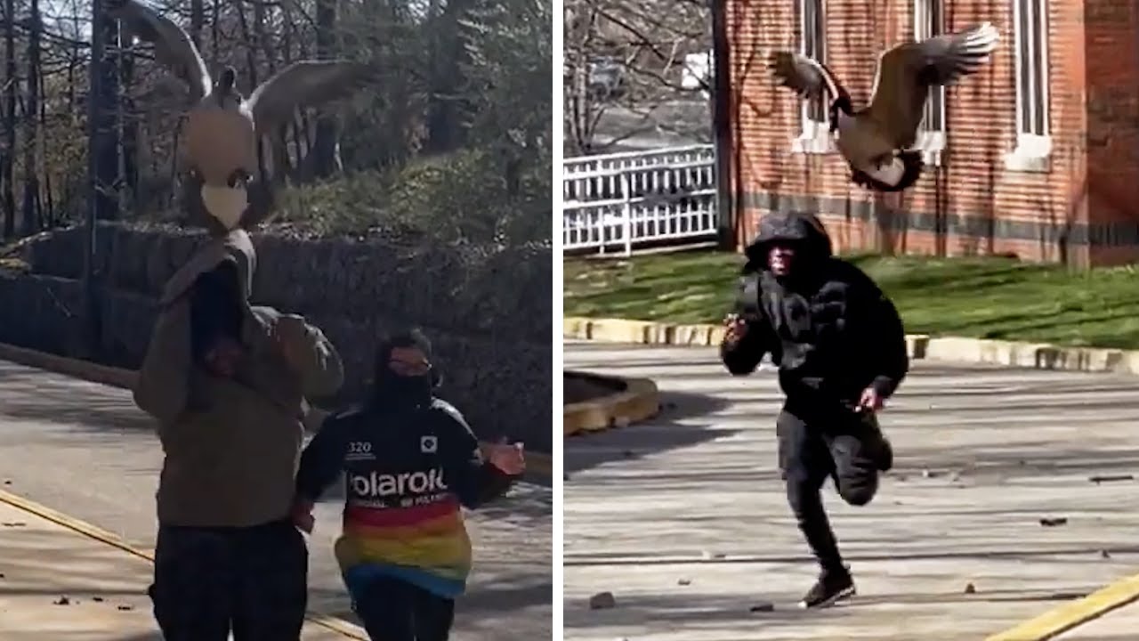 Goose Gone Wild: Campus Bird Attacks Passersby - YouTube