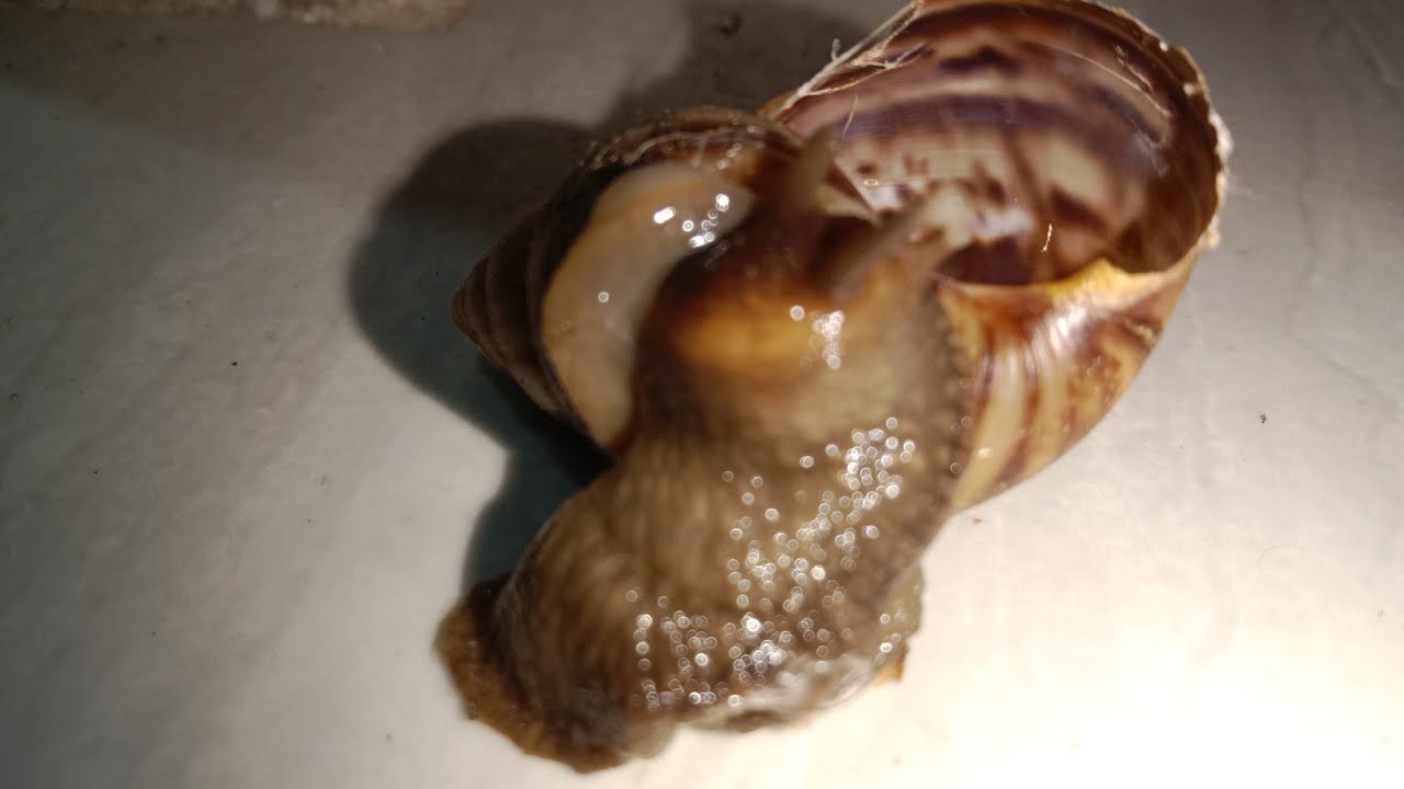 Strange !! snail comes out of its shell || siput keluar dari ...