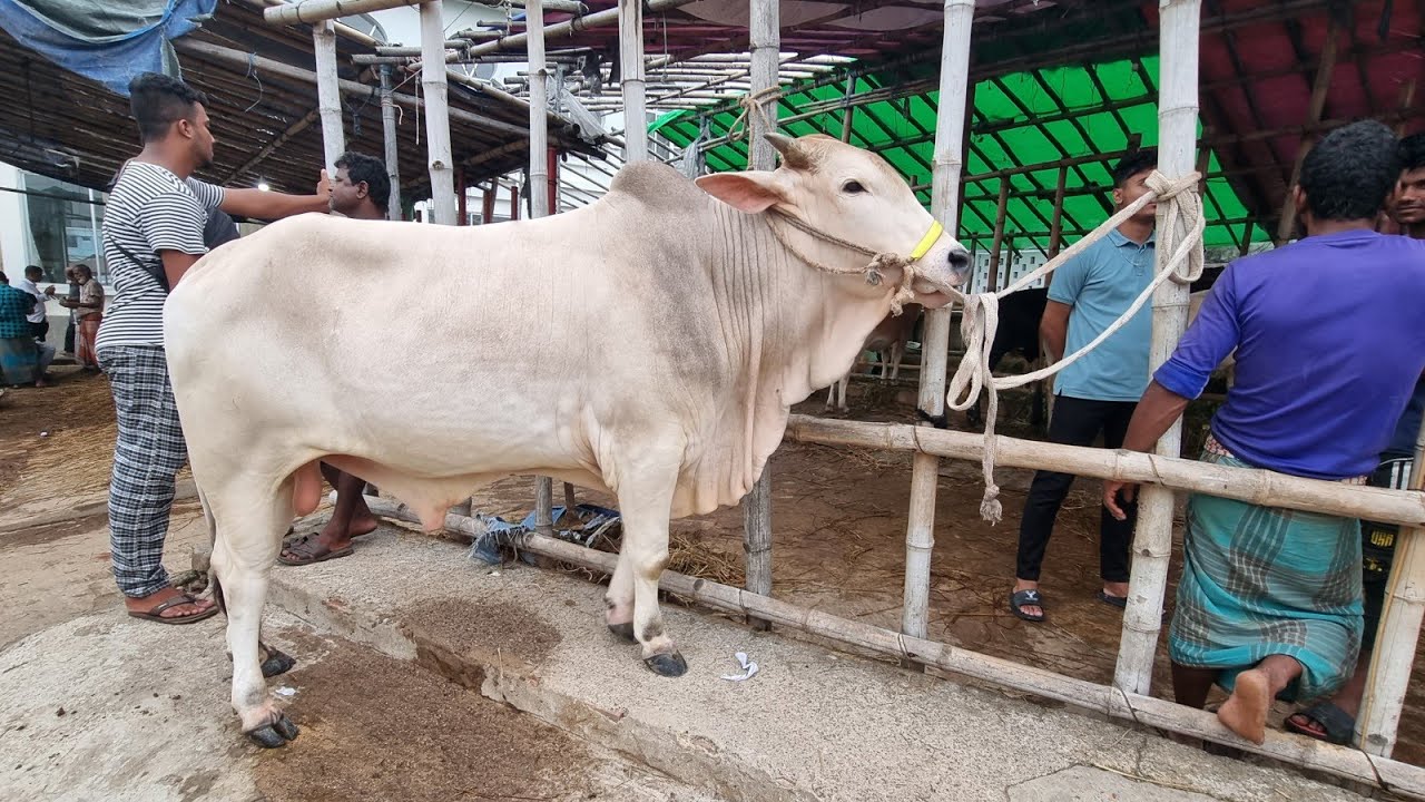 আজকের কাজির বাজার গরু হাটের ভিডিও - YouTube