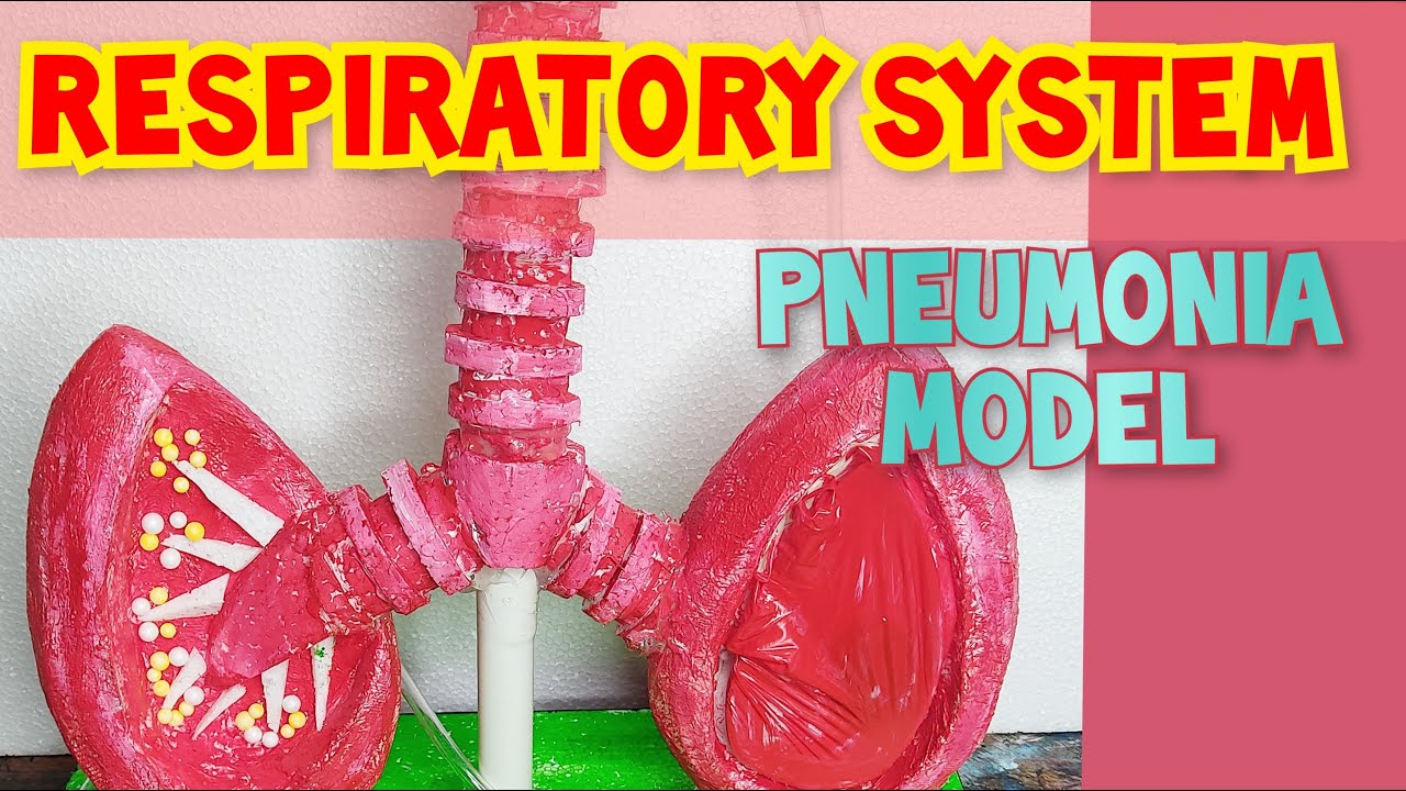 working model of respiratory system | pneumonia - YouTube