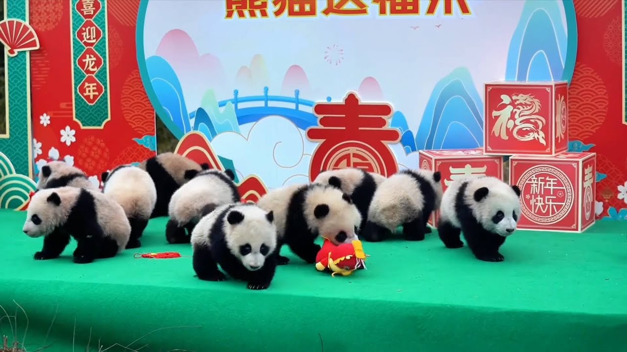 Panda cubs send "Lunar New Year greetings" from China's Sichuan - YouTube