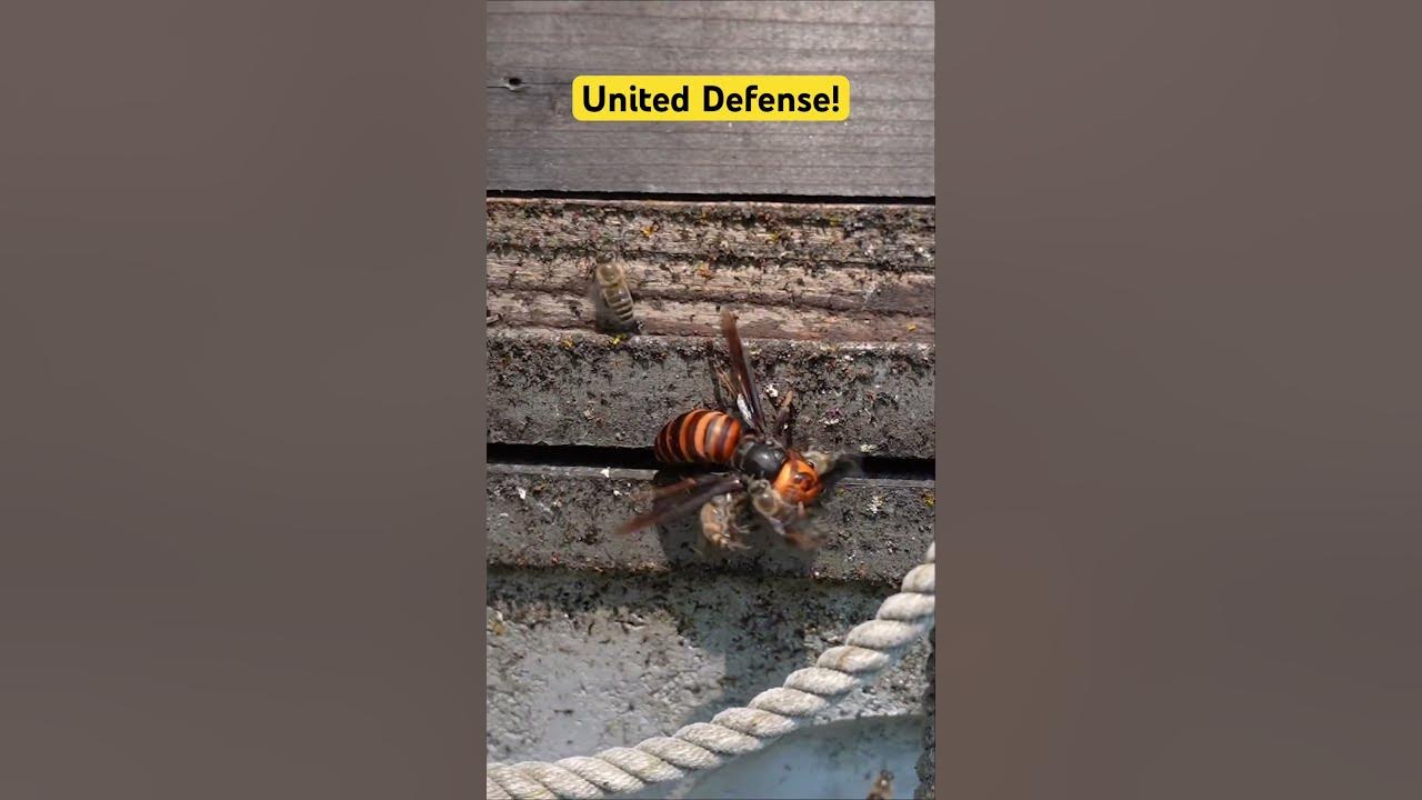 Japanese Honey Bees vs. Giant Hornets: Incredible Battle Strategy - YouTube