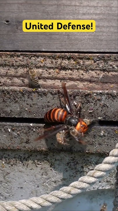 Japanese Honey Bees vs. Giant Hornets: Incredible Battle Strategy - YouTube