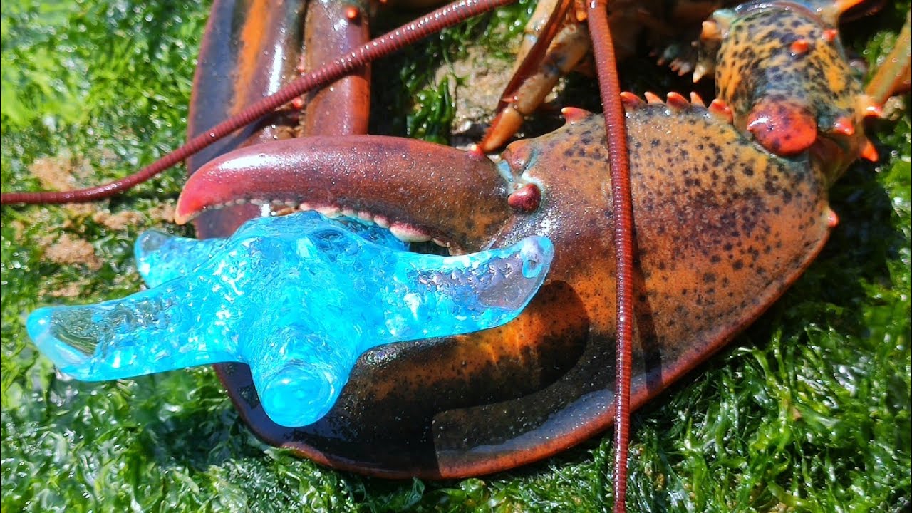 Strange beach creatures. Blue crystal starfish, giant octopus and giant ...
