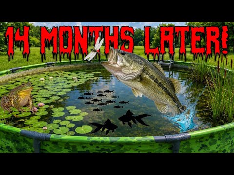 I Stocked 40 HATED Fish To My Pool Pond Ecosystem! (14 Month Update)