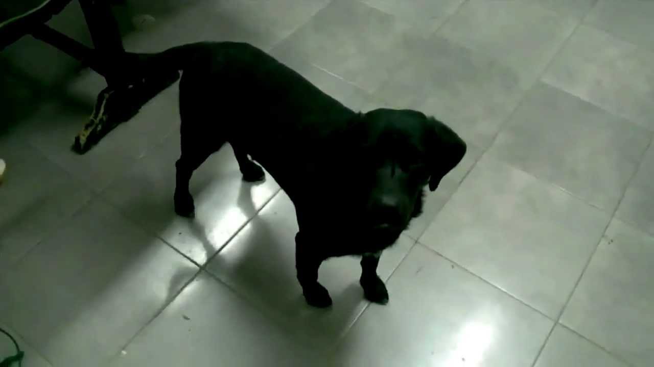 How to Hypnotize a Dog - YouTube