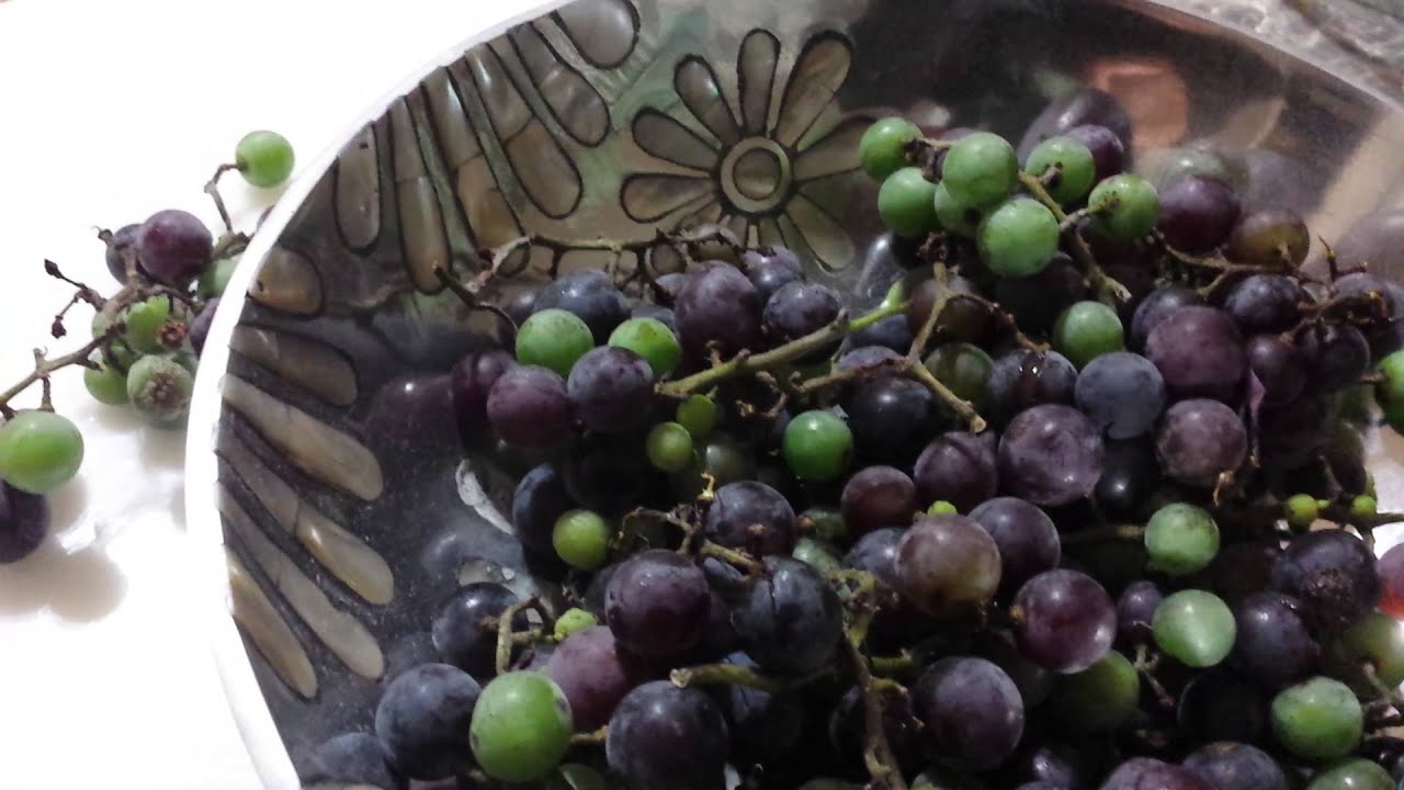 Healthy organic dark purple grape can improve brain functioning. - YouTube