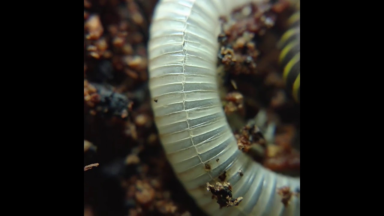 Anadenobolus monilicornis Bumblebee Millipedes - YouTube