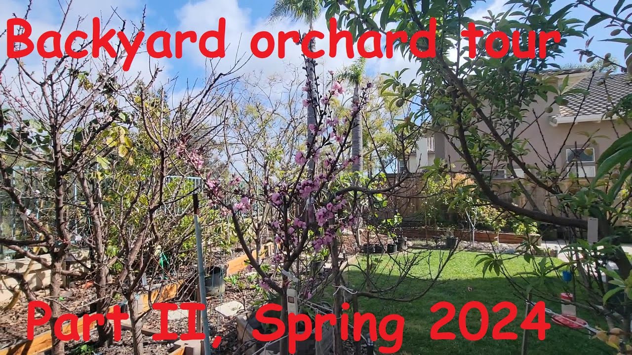 Backyard orchard tour Part II, Spring 2024 - YouTube
