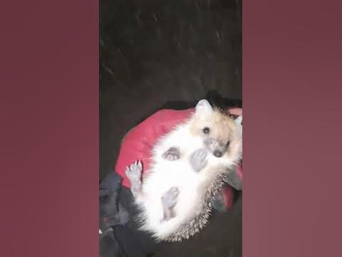 Маленький ёжик - YouTube