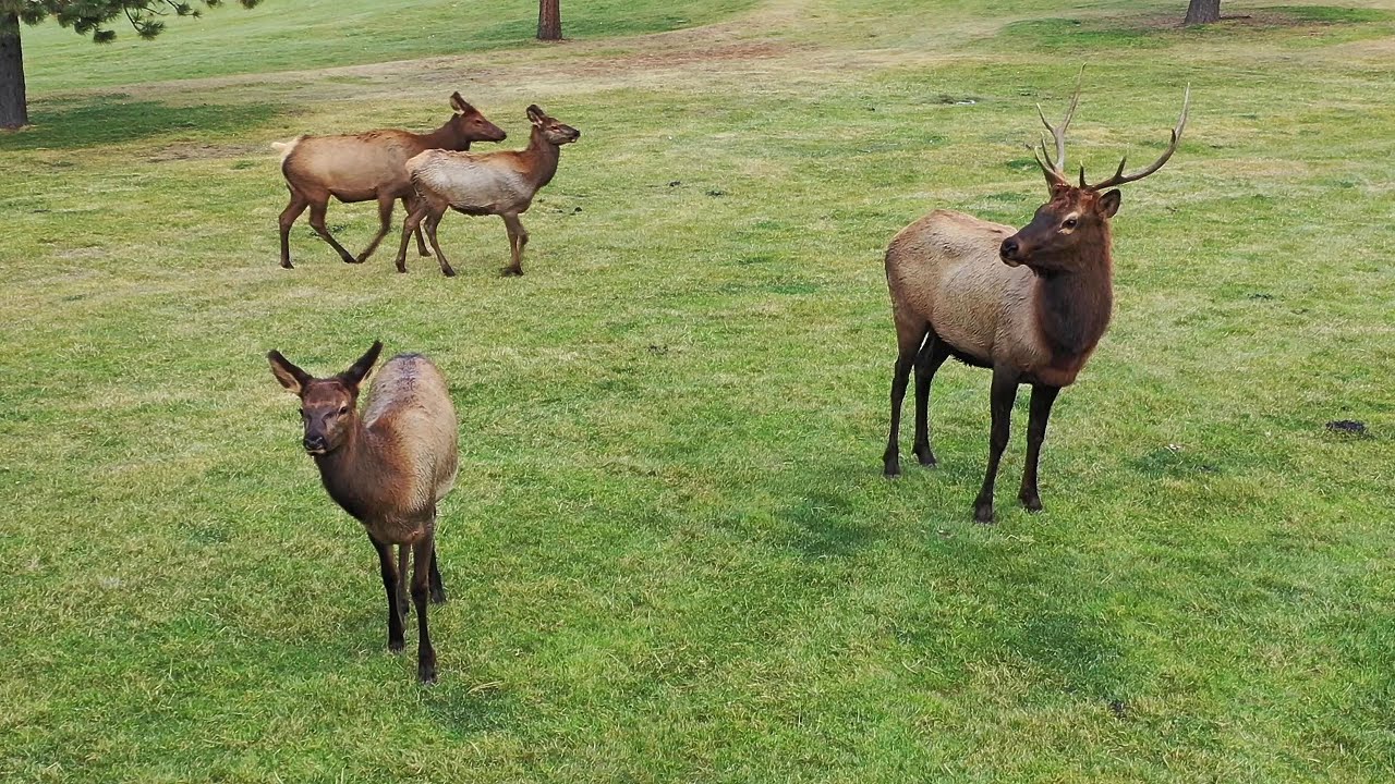 Curious ELK close ups on Evergreen Golf Course in 4k w/Mavic 2 Pro ...