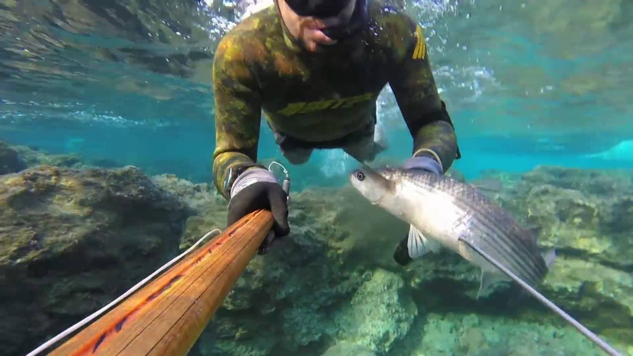 Spearfishing winter '16 - Ψαροντούφεκο χειμώνας '16 - μπάφες, λαβράκια ...