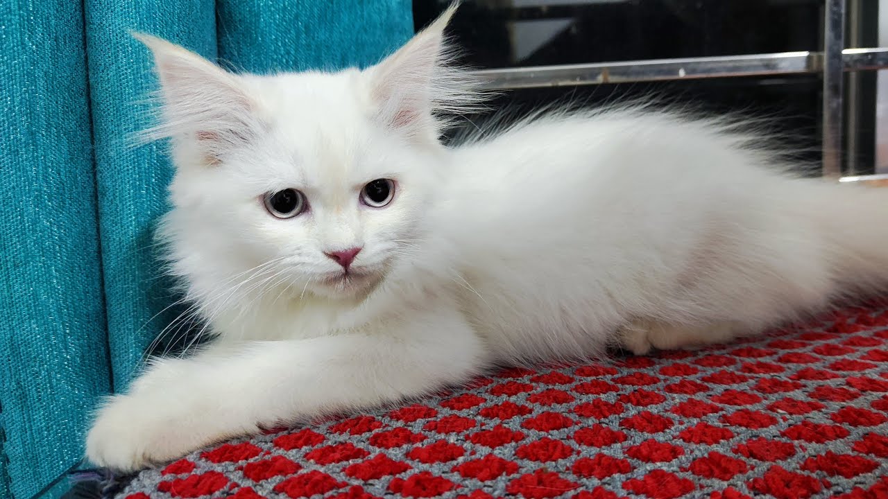 Cat Makes Me Happy is live! - Playful Cats & Cuteness Overload! 😻🎥 ...