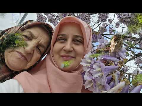 ÇİN KAVAĞI / PAULOWNIA TOMENTOSA / MOR ÇİÇEKLİ AĞAÇ