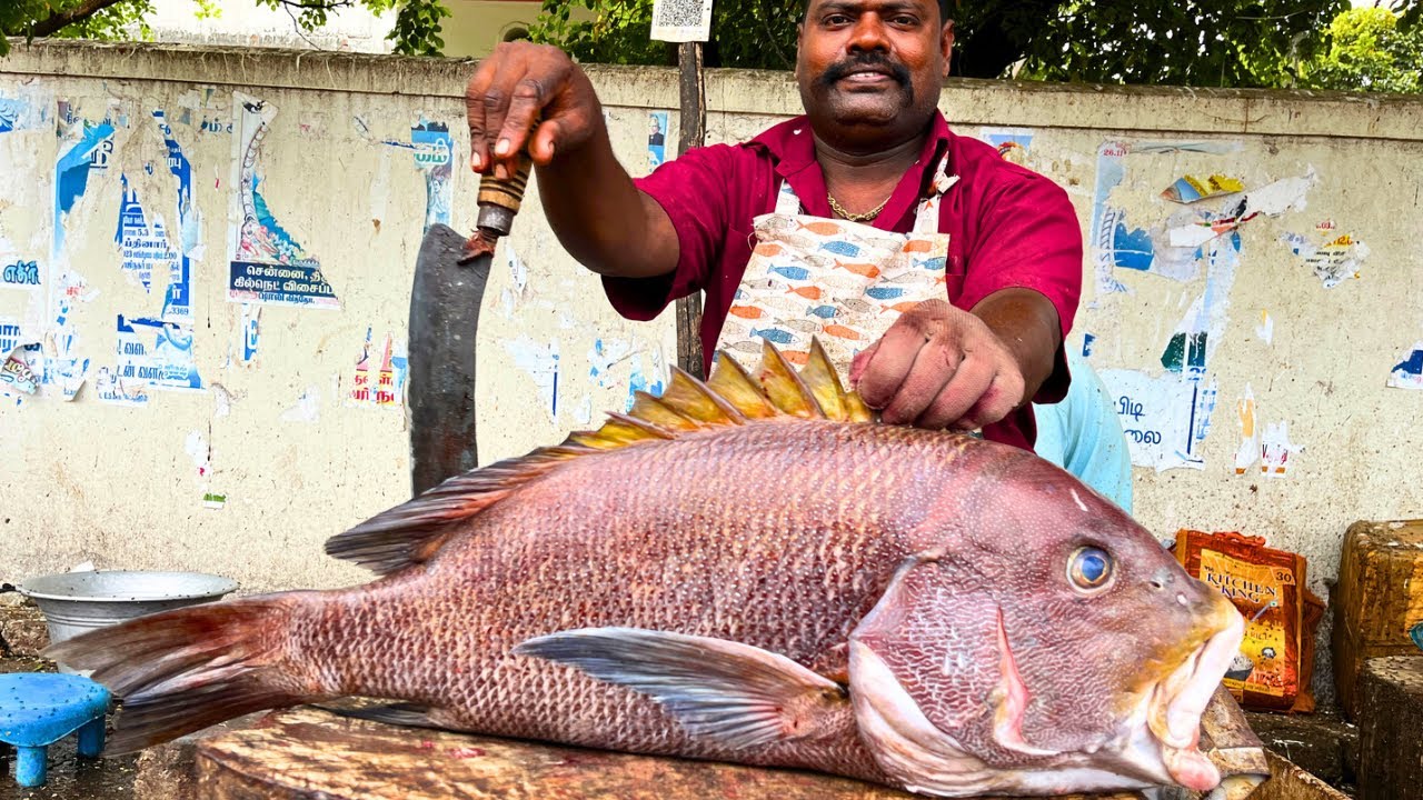 BLUBBERLIP SNAPPER (KORALI)FISH CUTTING BY SPEED SELVAM | HD VIDEO | IN ...