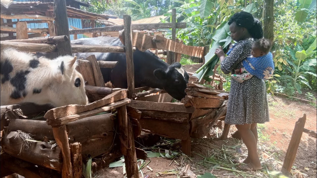 Real Life Struggles Of A Village Single Mother On Her Daily Routine# ...