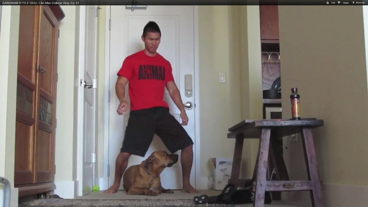 GANGNAM STYLE DOG - Life After College Vlog: Ep. 61 - YouTube