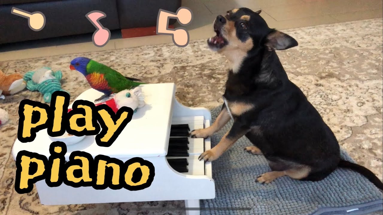 ️dog puppy play piano n singing 피아노 연주하며 노래하는 강아지, 개 - YouTube