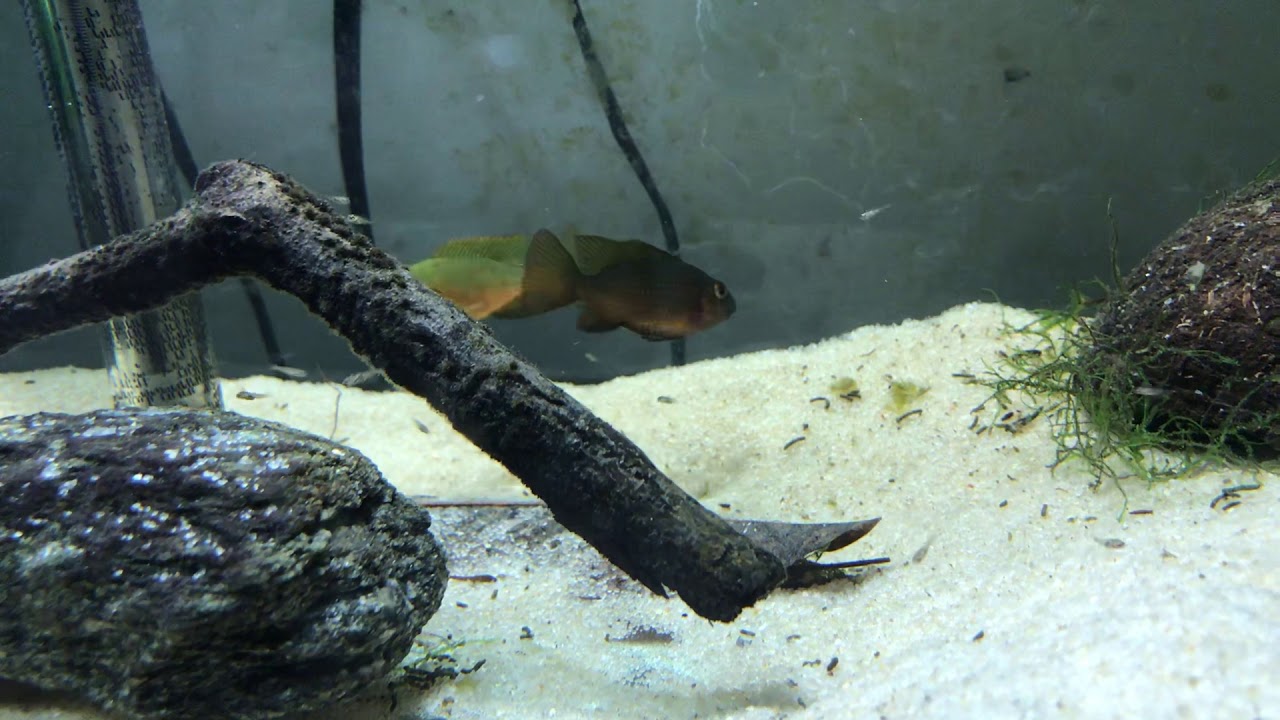 Coptodon snyderae parents with fry - YouTube