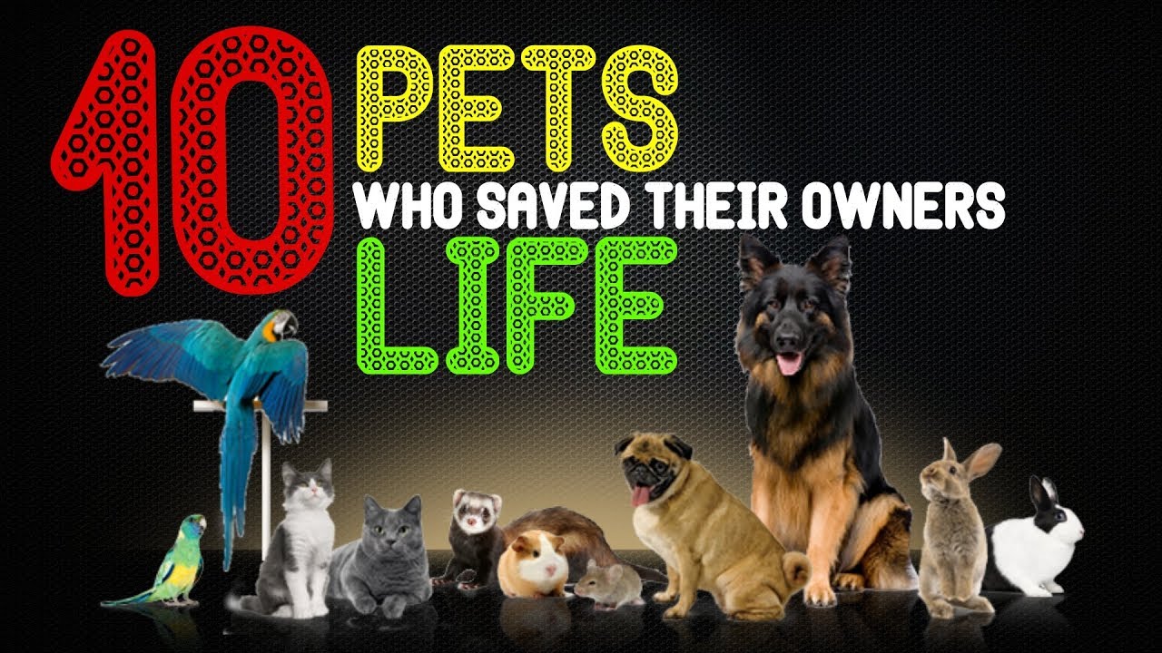 10 Pets Who Saved Their Owners Life | Life Saving Animals | Faithful ...
