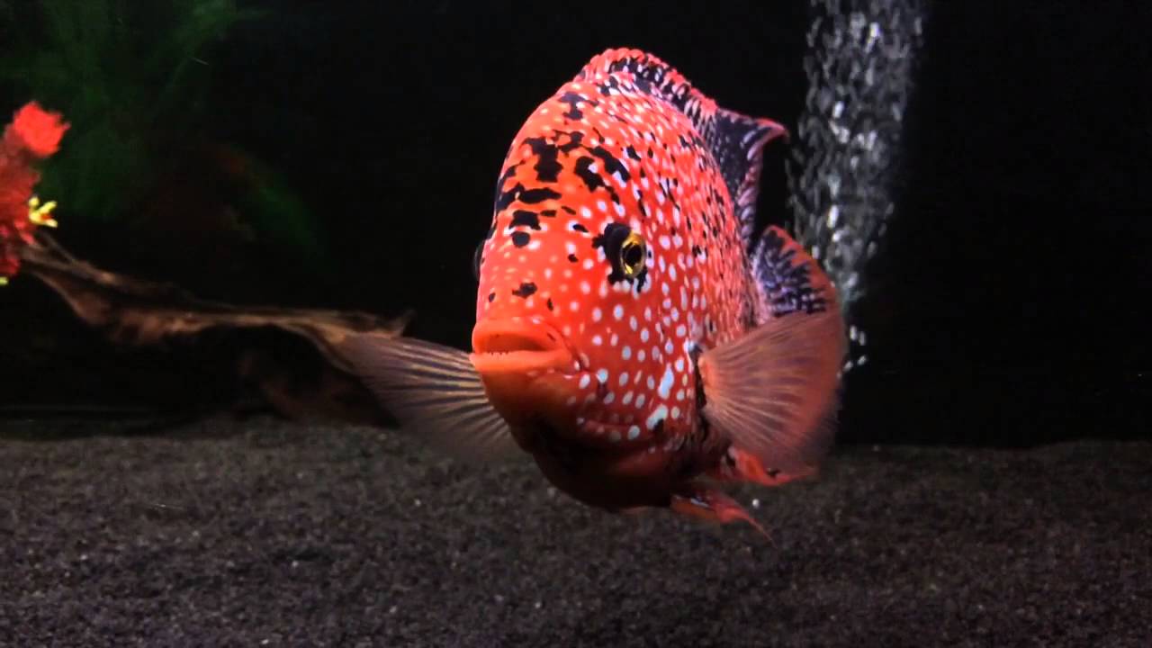 Super red Texas - YouTube