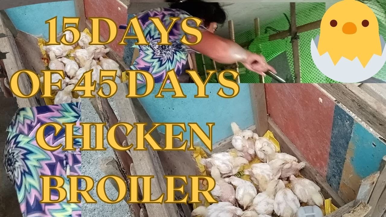 after 15 days of 45 days chicken broiler NORMAL KILO REVEAL - YouTube