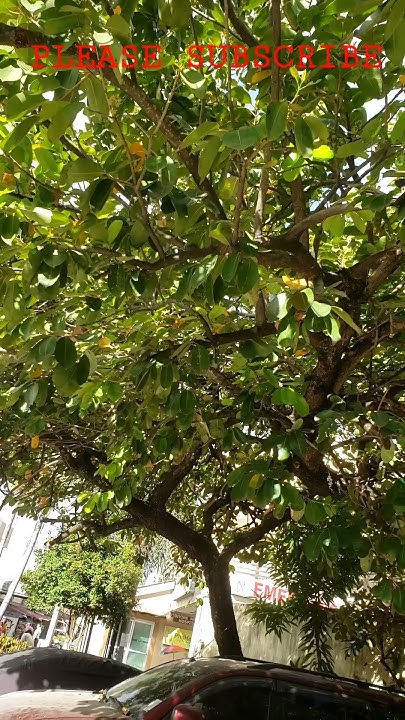 Puno ng halaman matagal ng nakatanim,huag puputilin...#plantcare #gardening #highlight ... - YouTube