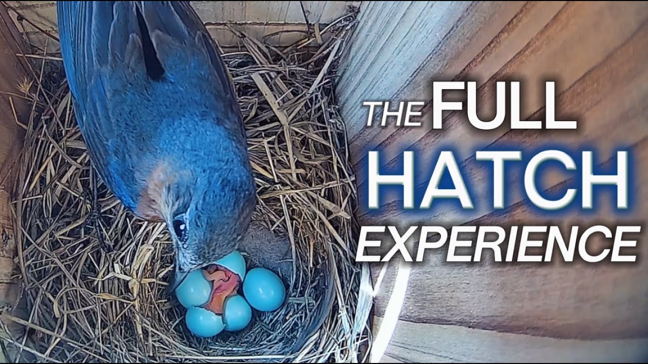 Bluebird Hatch - An Amazing Close Up View 🐣 - YouTube