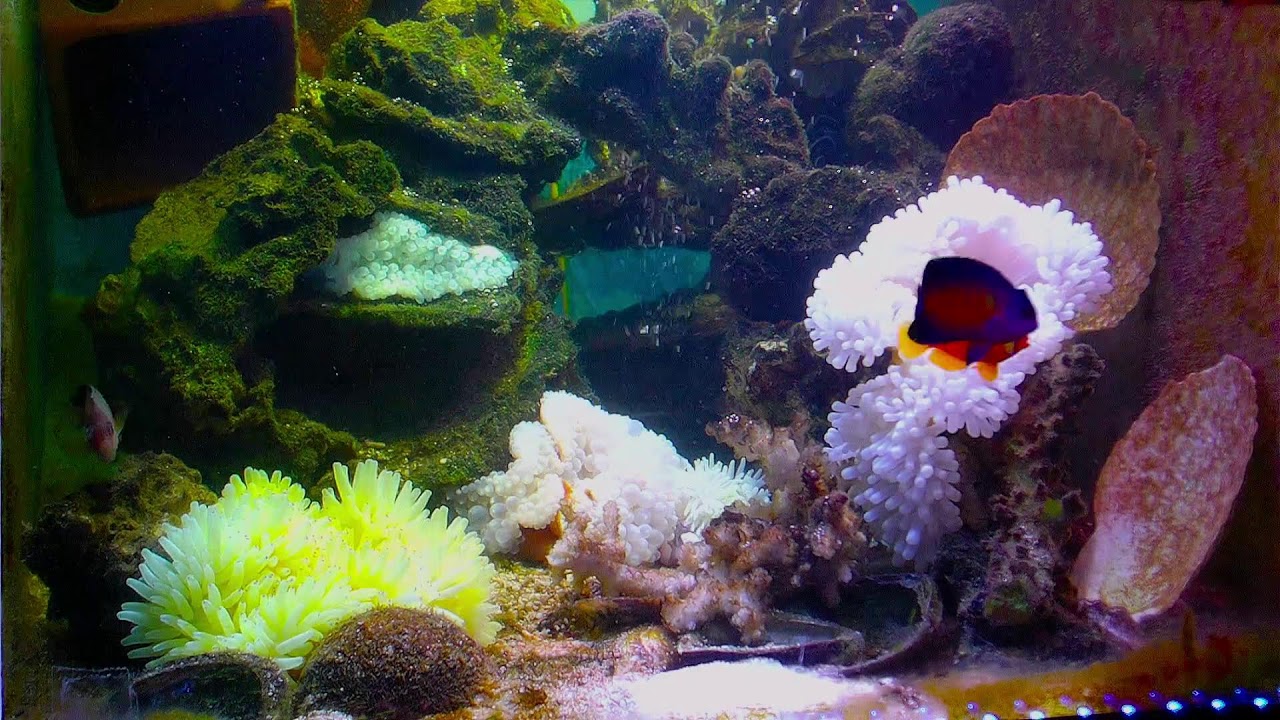 Aquarium Live. at this time eal life Marine fish tanks in the home ...