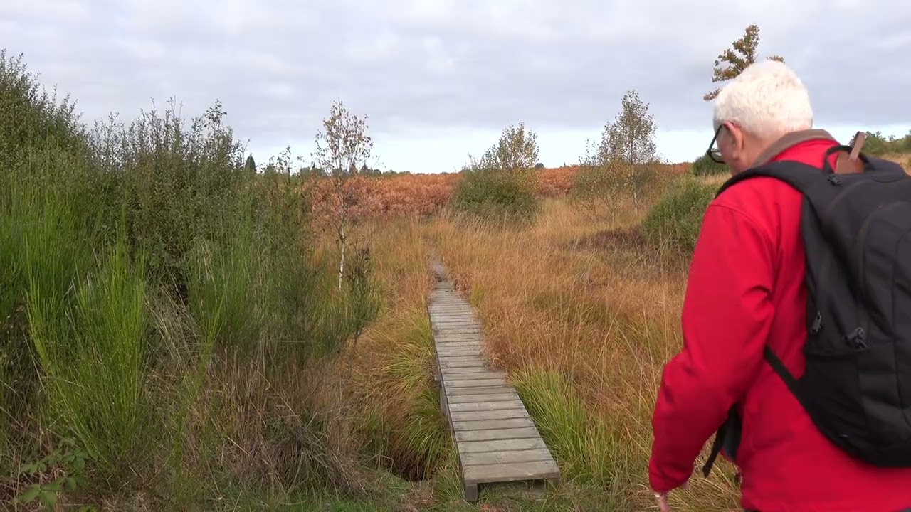 Wandeling in de Hoge Venen - YouTube