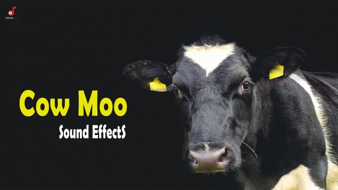 Cow Moo Sound Effects - YouTube