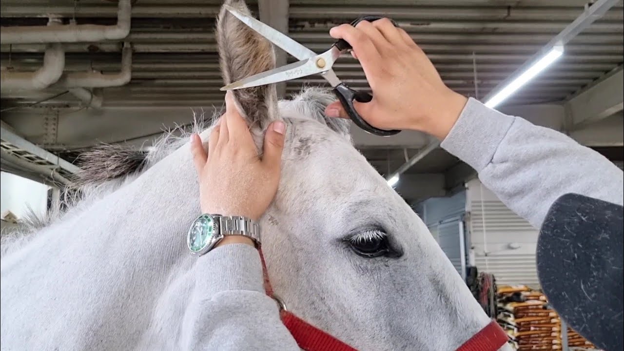 Process of Shearing and Bathing White Horse. Satisfied White Horse ...
