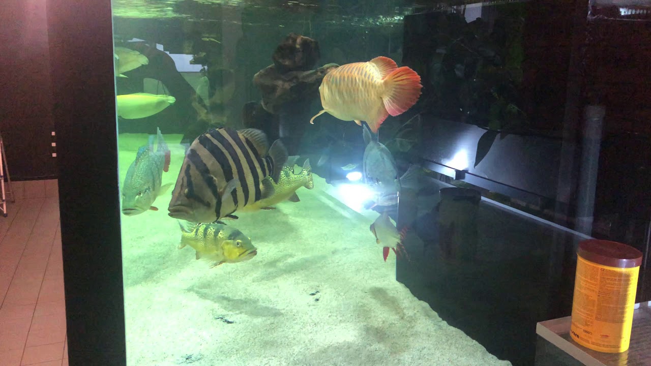 view through 6 meters of water - YouTube