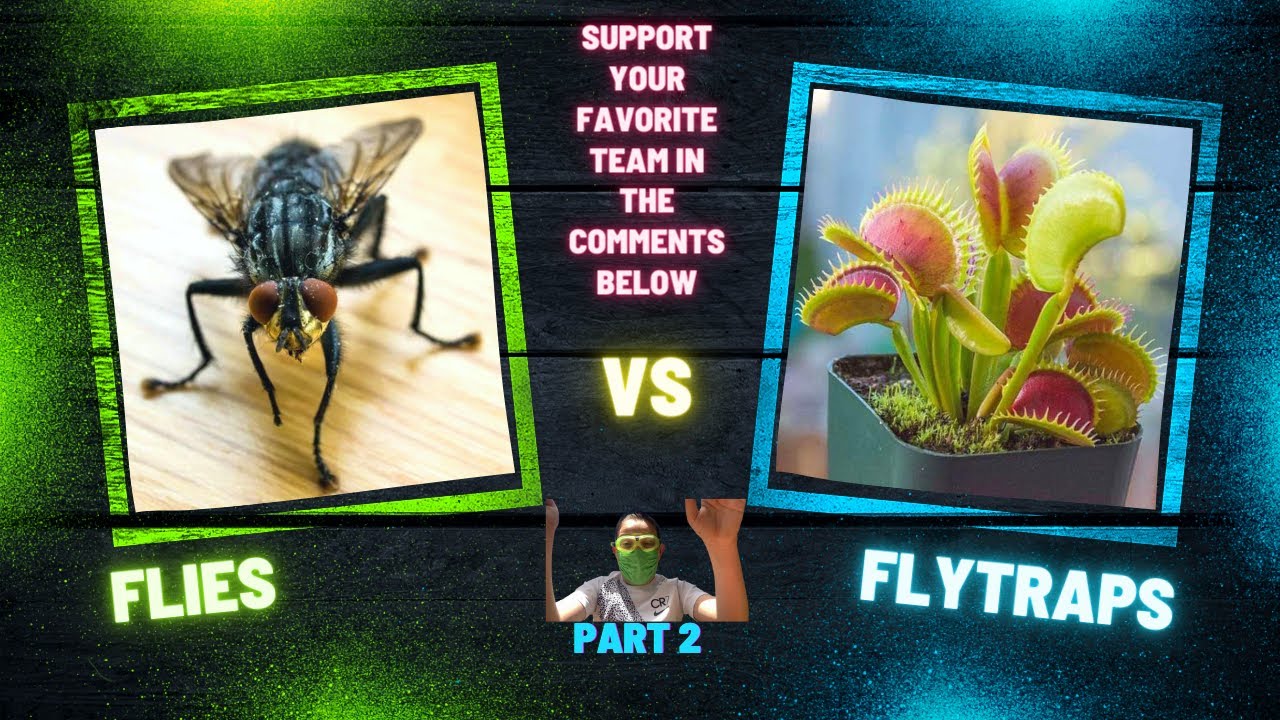 FLY INVASION!!! THE FLIES VS THE FLYTRAPS!!! PART 2!!! - YouTube