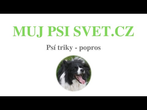 Jak naučit psa \