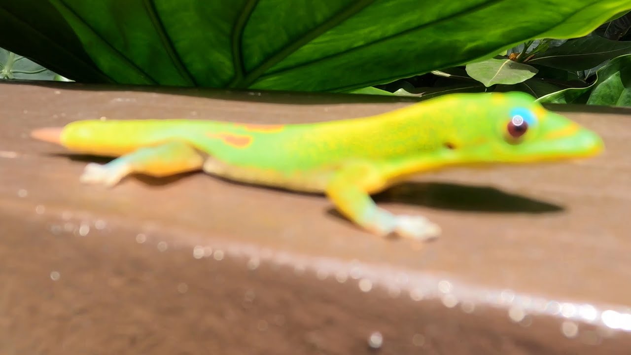 Geckos and lizards in Hawaii - YouTube