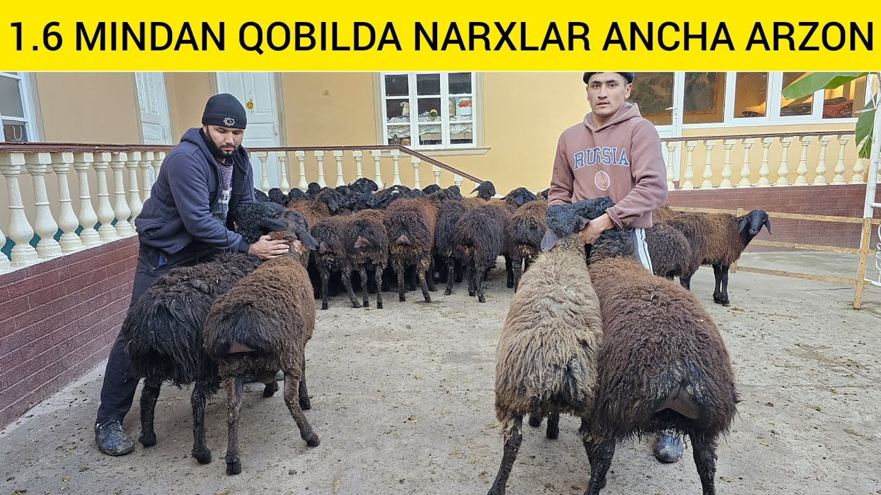 QOBILDA NARXLAR ANCHA ARZON 1.6 MINDAN QO'ZILAR KELDI - YouTube