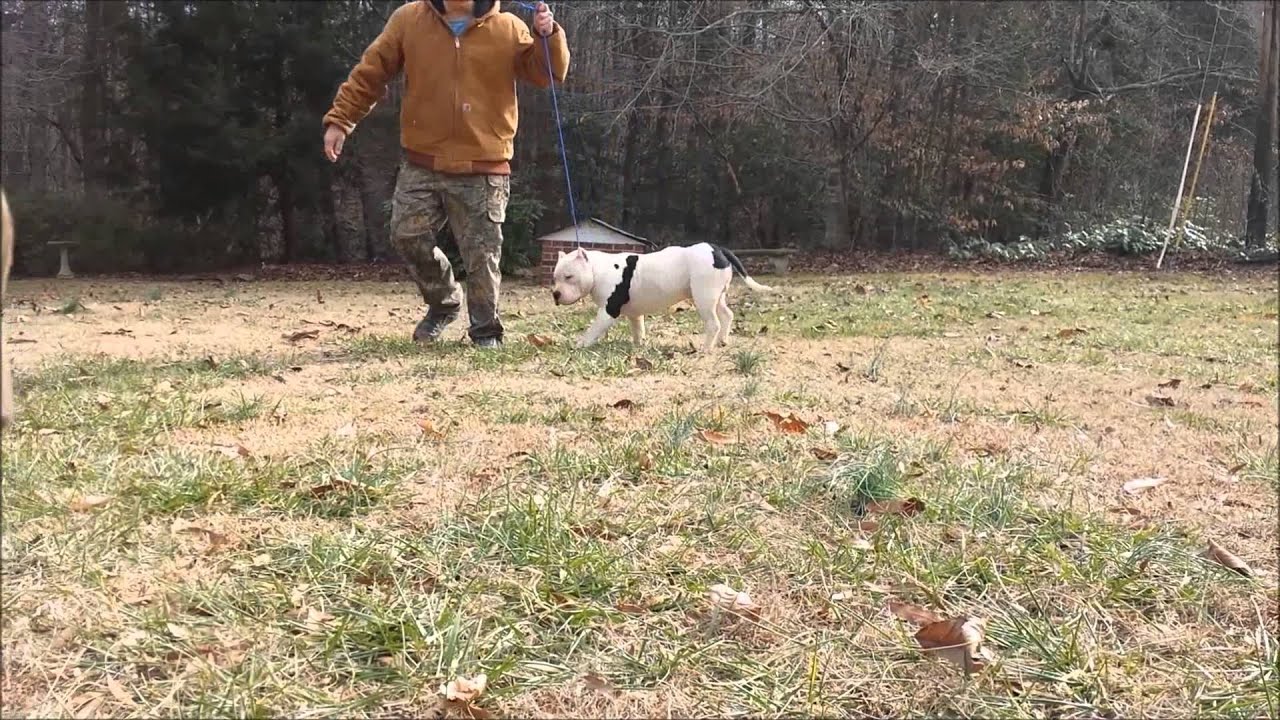 CAROLINA BULLY FARMS BULLY BATTLE - YouTube