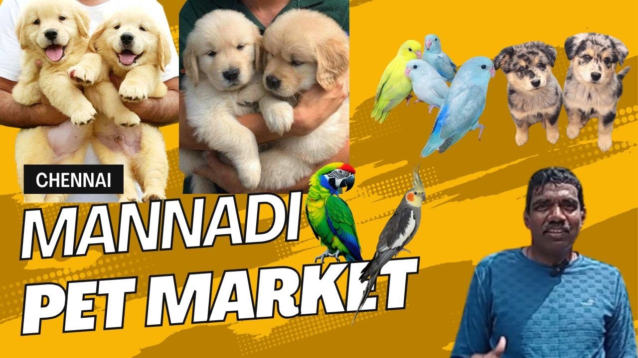 "Mannadi Pet Market Chennai | Buy Puppies, Birds, Rabbits & Fish at Low ...