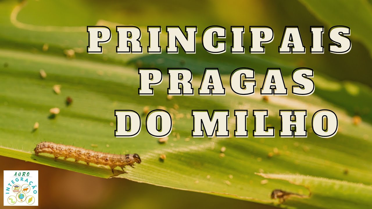 Identificação das Principais Pragas do Milho. - YouTube