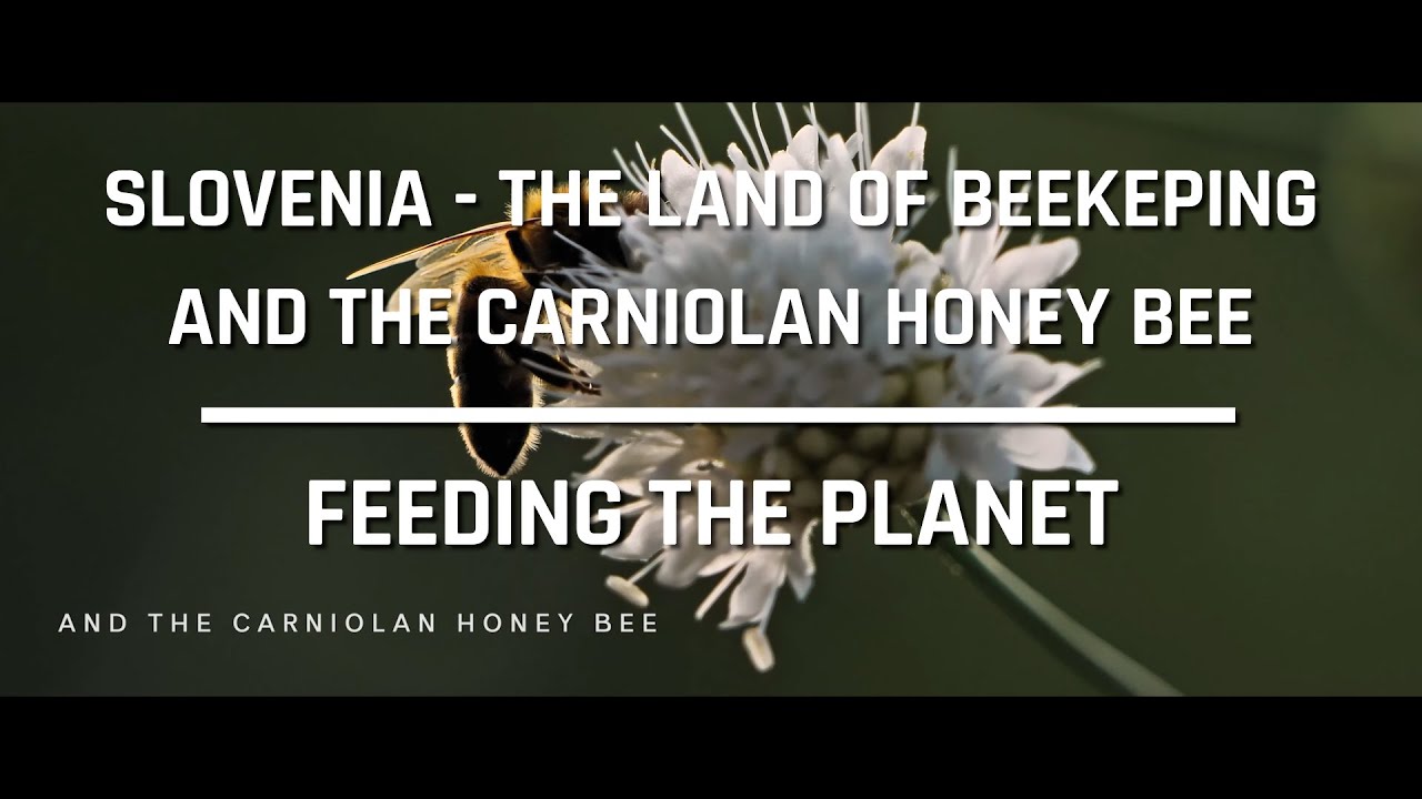 Slovenia The land of beekeping and the Carniolan honey bee - YouTube
