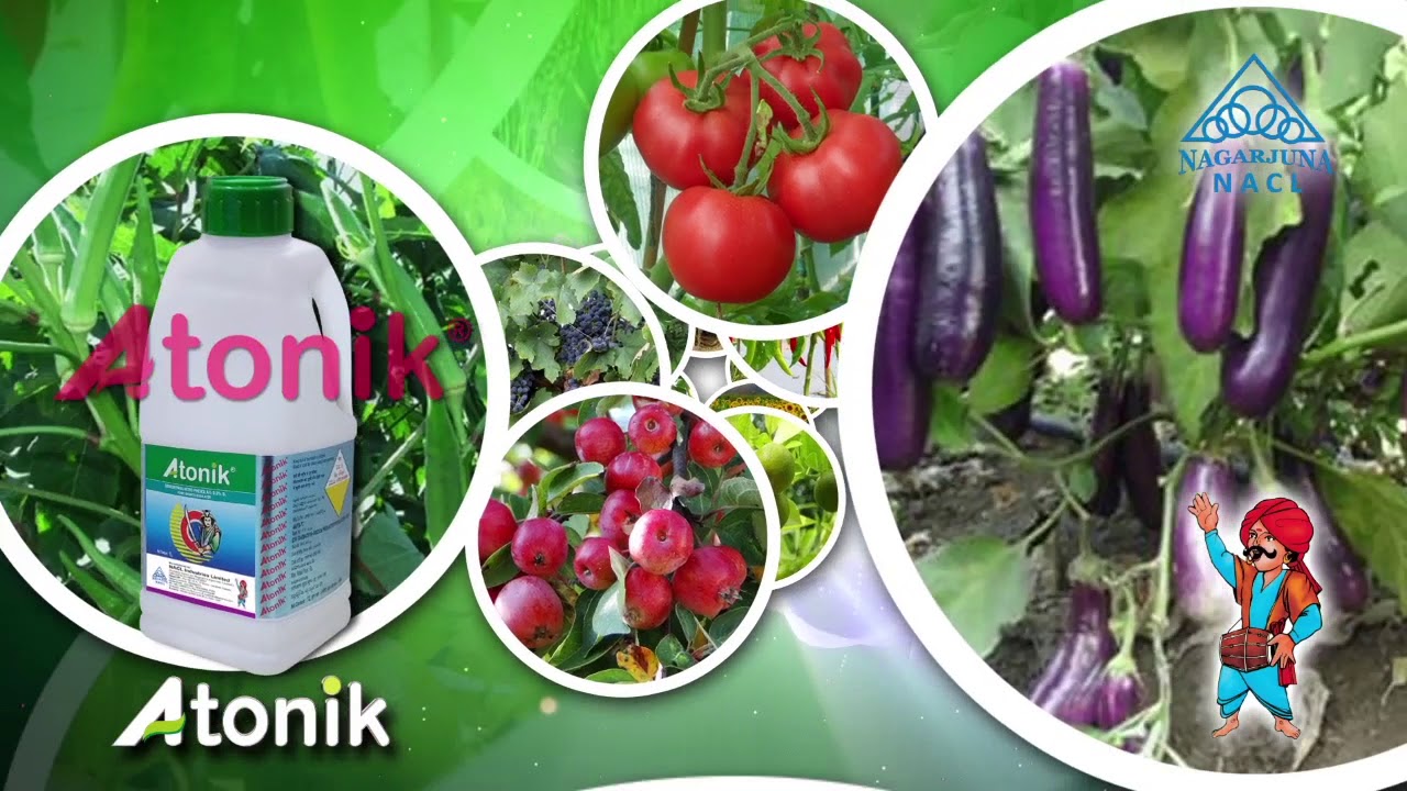 Boost Your Crop’s Growth and Yield with Atonik® Plant Growth Regulator ...